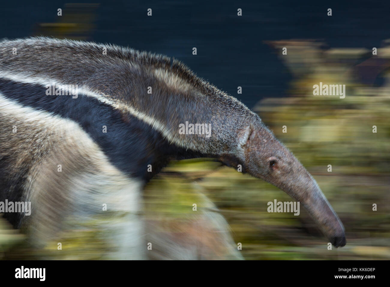Giant anteater (Myrmecophaga tridactyla Stock Photo - Alamy