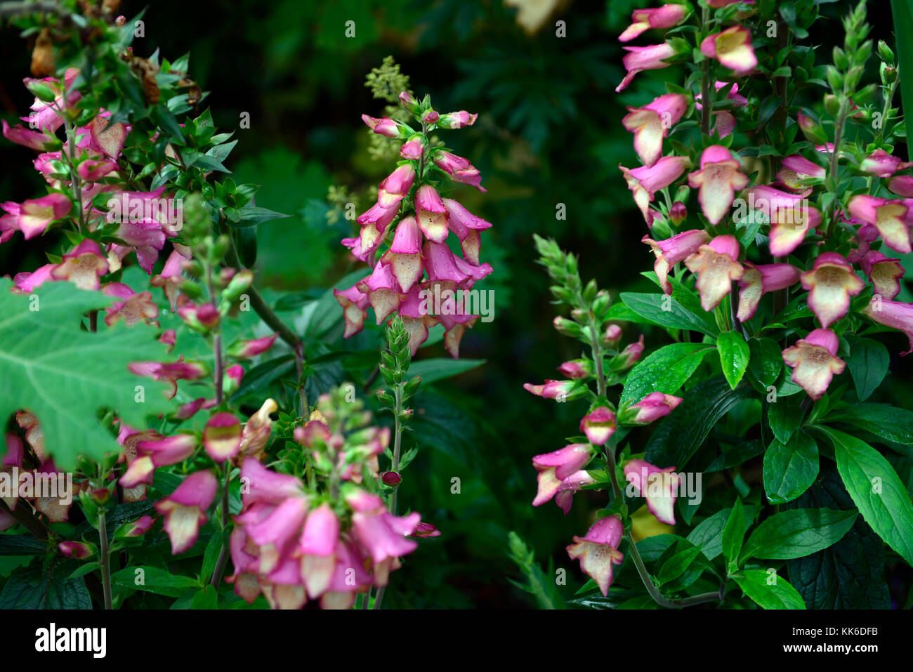 digitalis illumination pink,foxgloves, foxglove, sterile, hybrid ...