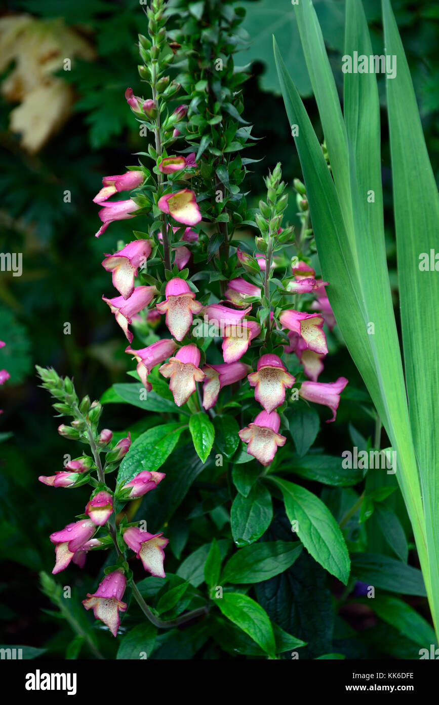 digitalis illumination pink,foxgloves, foxglove, sterile, hybrid ...