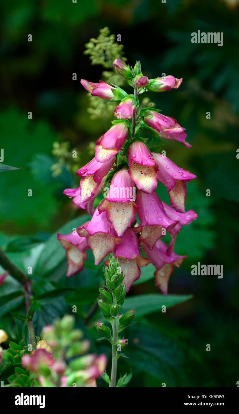digitalis illumination pink,foxgloves, foxglove, sterile, hybrid ...