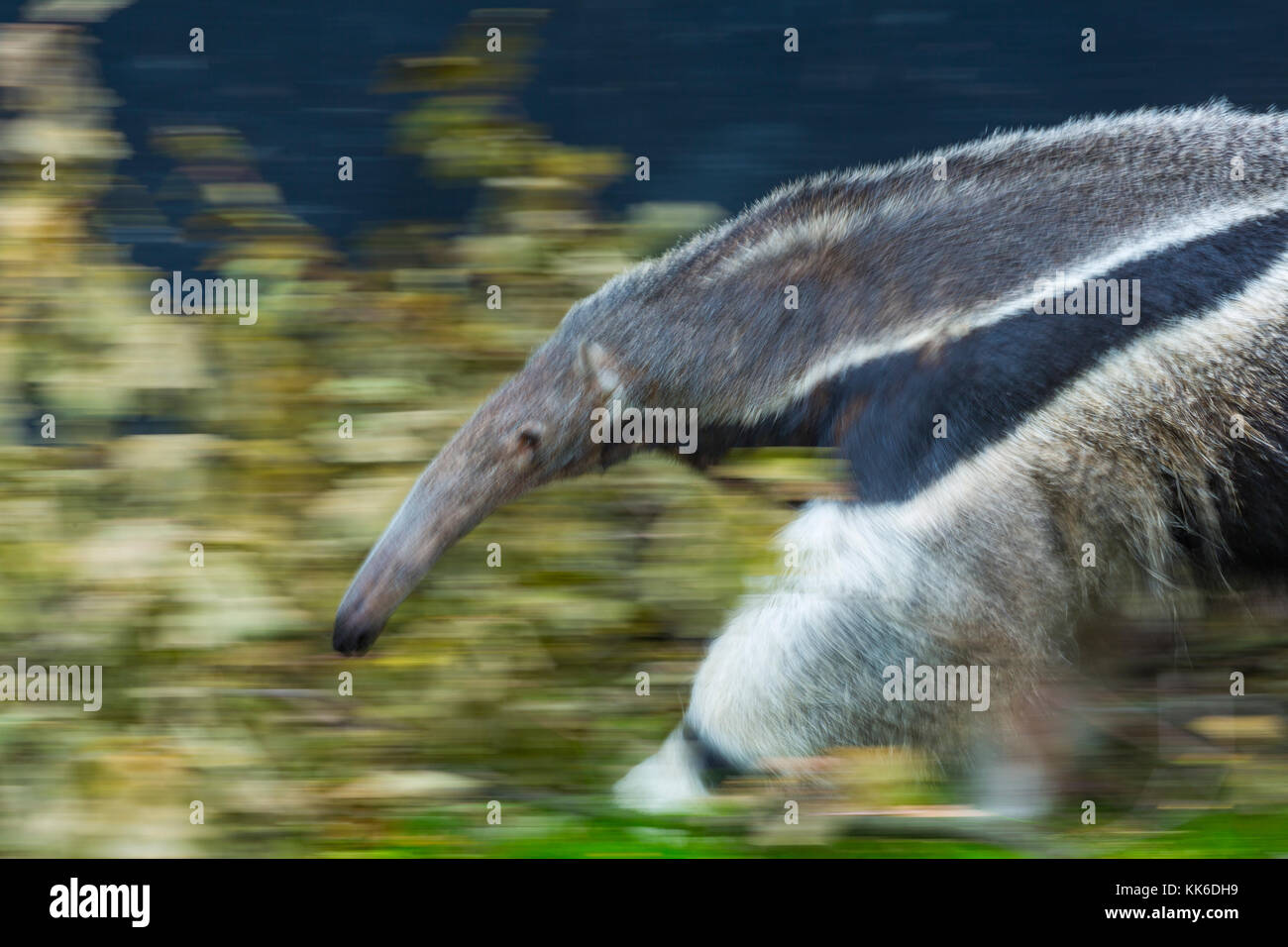 Giant anteater (Myrmecophaga tridactyla Stock Photo - Alamy