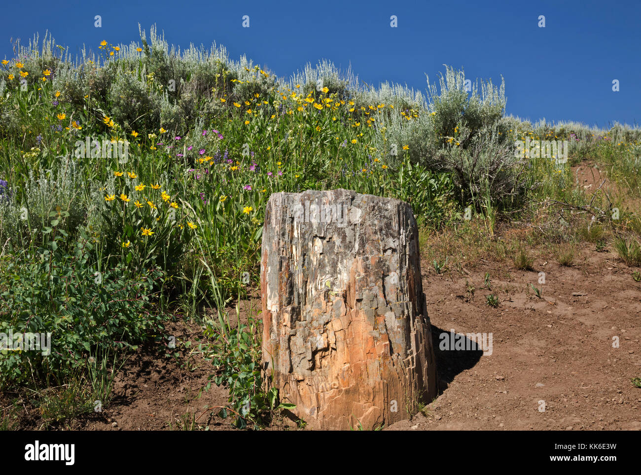 Tree stump with wildflowers hi-res stock photography and images - Alamy