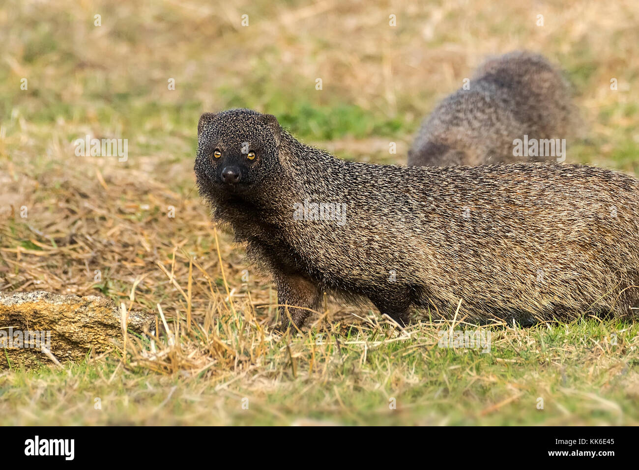 Ichneumon mongoose herpestes ichneumon hi-res stock photography and ...