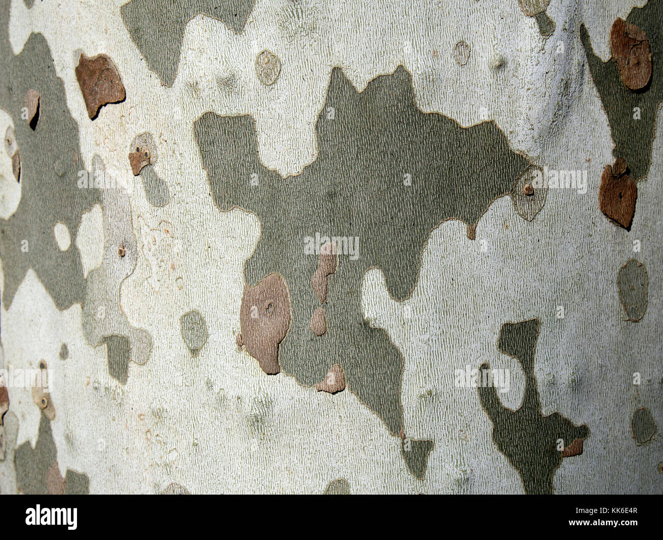 With Plane Tree Camouflage High Resolution Stock Photography and Images ...
