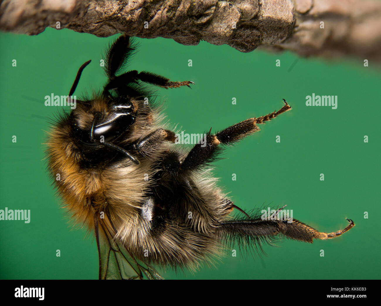 Bee waggle dance hi-res stock photography and images - Alamy