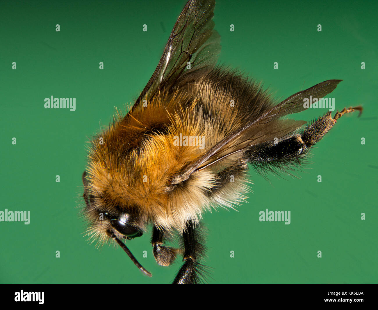 Bee Dance Stock Photos & Bee Dance Stock Images - Alamy