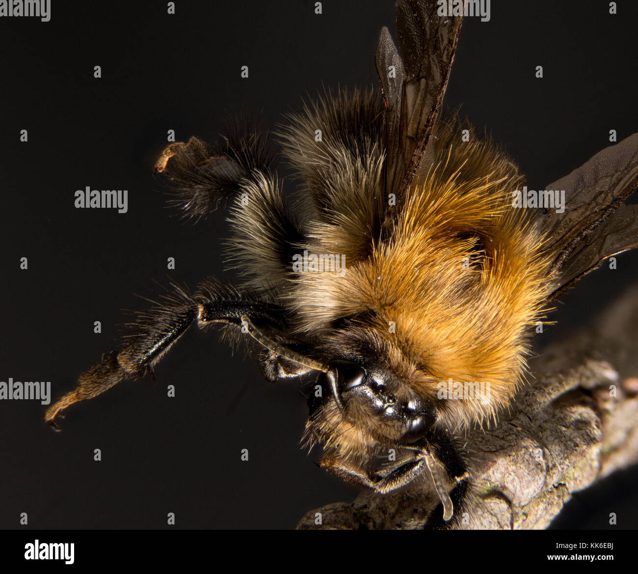 Bee waggle dance hi-res stock photography and images - Alamy