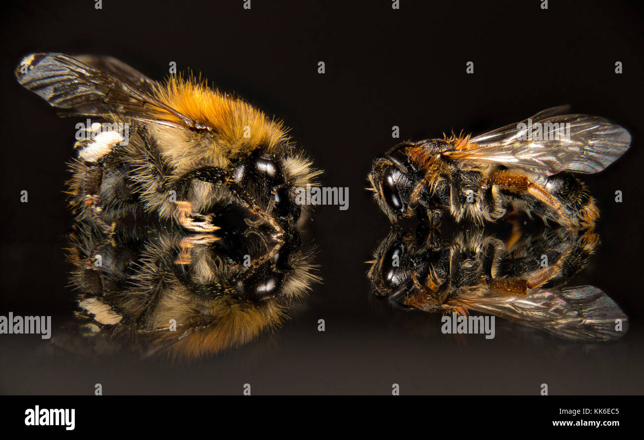 Eyes of bees hi-res stock photography and images - Alamy