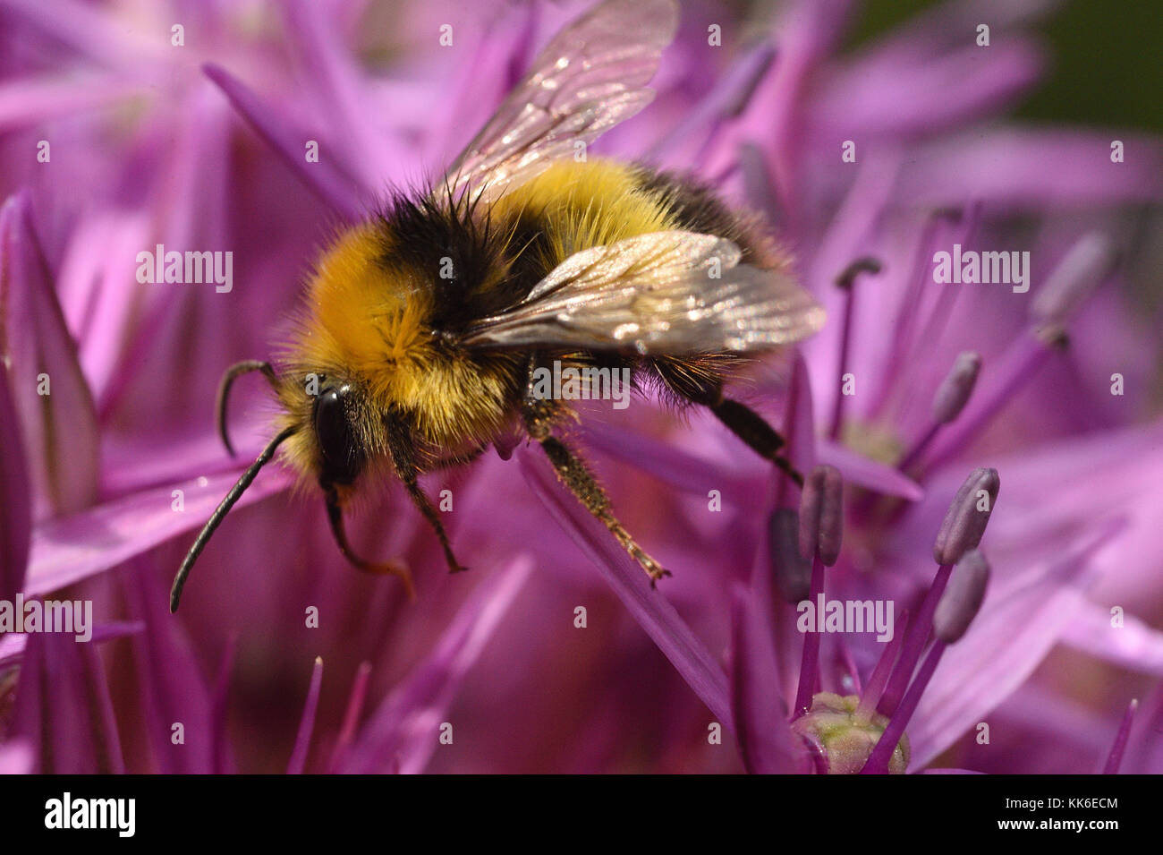 Bee waggle dance hi-res stock photography and images - Alamy