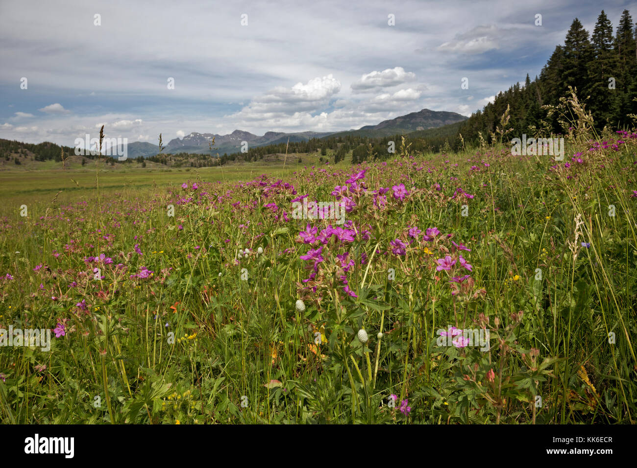 Yellowstone forest flowers hi-res stock photography and images - Alamy