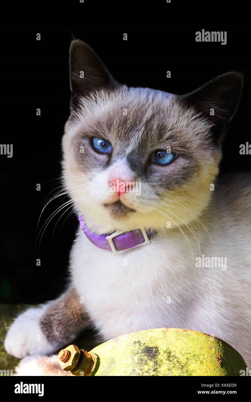white barn cat with blue eyes Stock Photo - Alamy