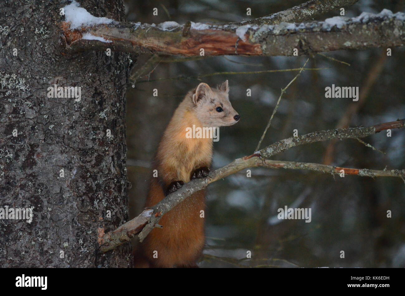 Marten hunting tree hi-res stock photography and images - Alamy