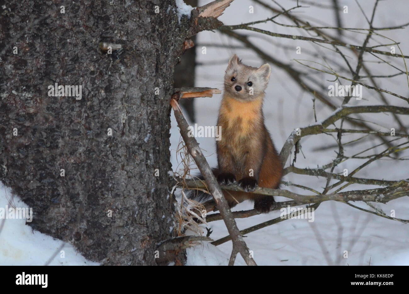 Pine Marten In Winter In High Resolution Stock Photography and Images ...