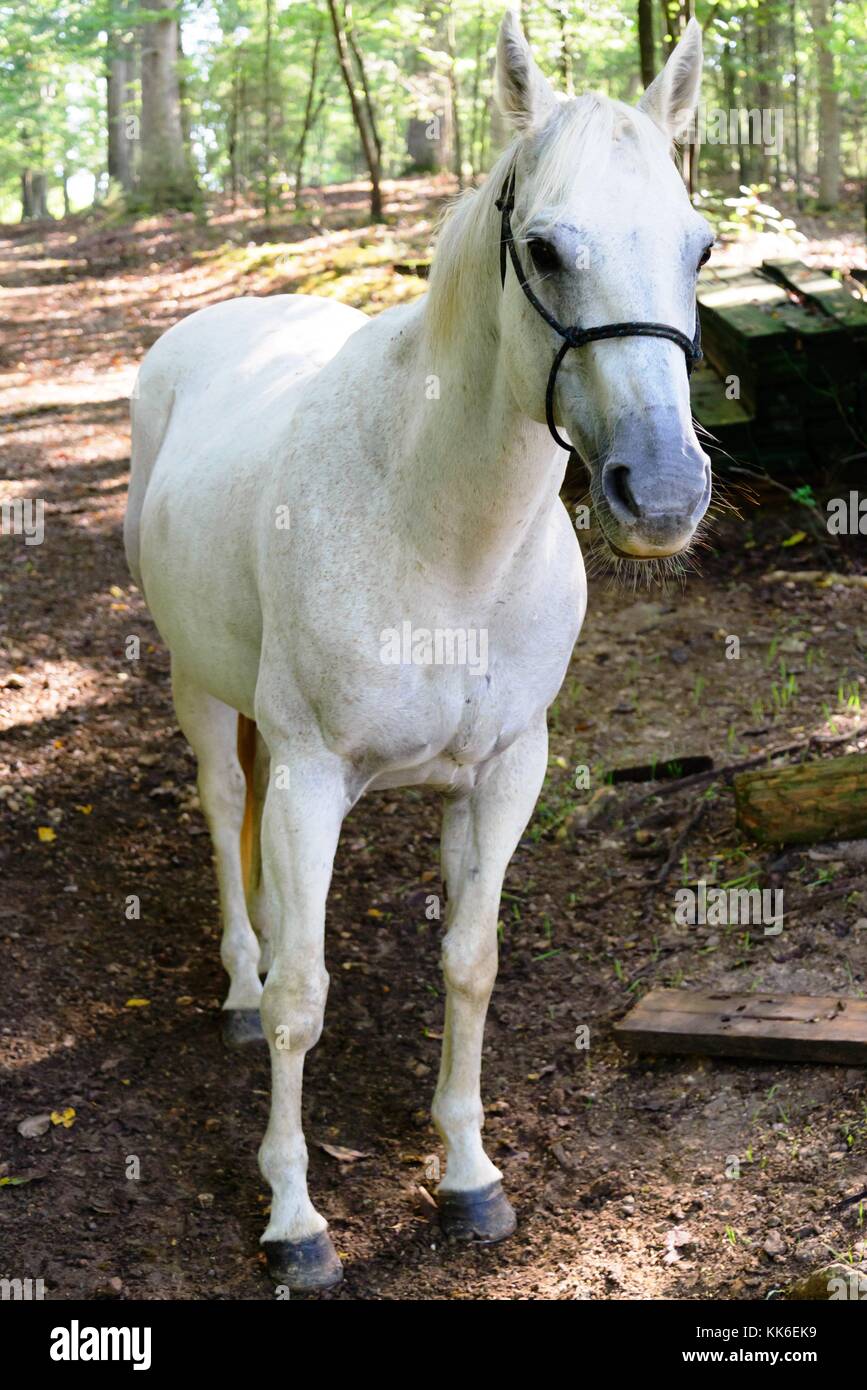 white quarter horse standing outdoors in a forest Stock Photo - Alamy