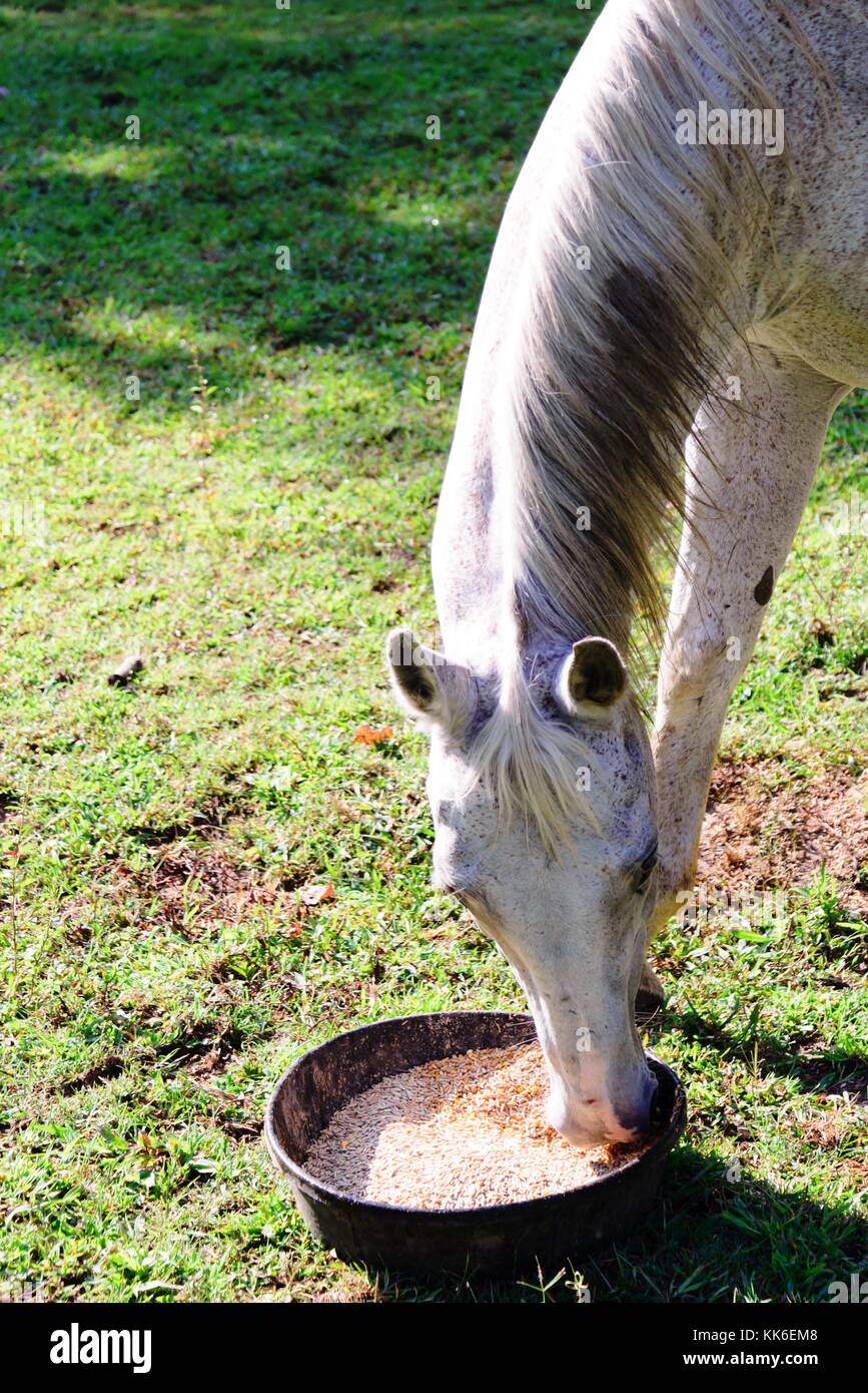 white quarter horse eating from a food bowl while standing on green ...