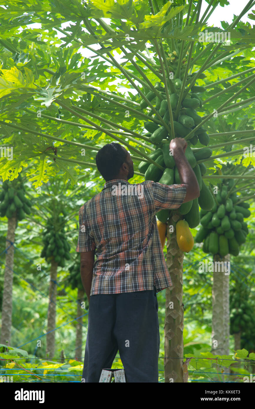 man picking papaya's in garden at Thado, Maldives Stock Photo - Alamy