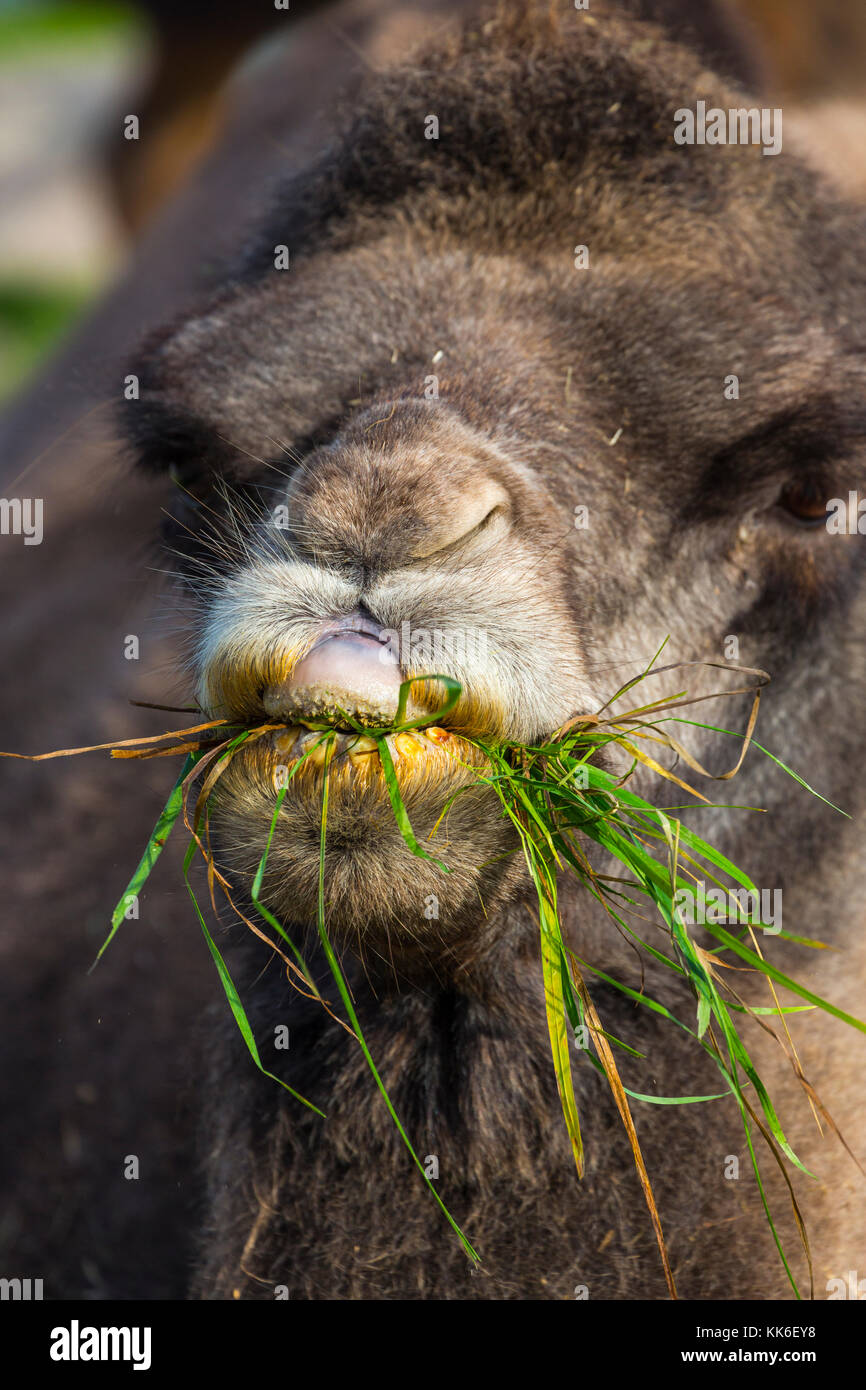 Camello camelus hi-res stock photography and images - Alamy