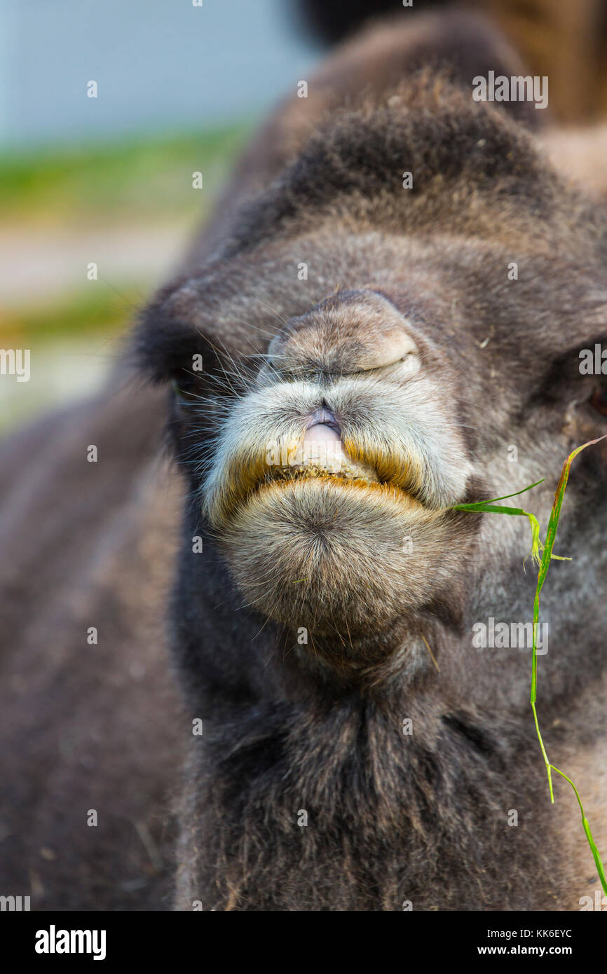 Camello camelus hi-res stock photography and images - Alamy