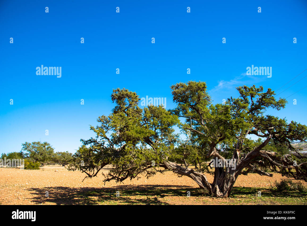 Argan trees hi-res stock photography and images - Alamy