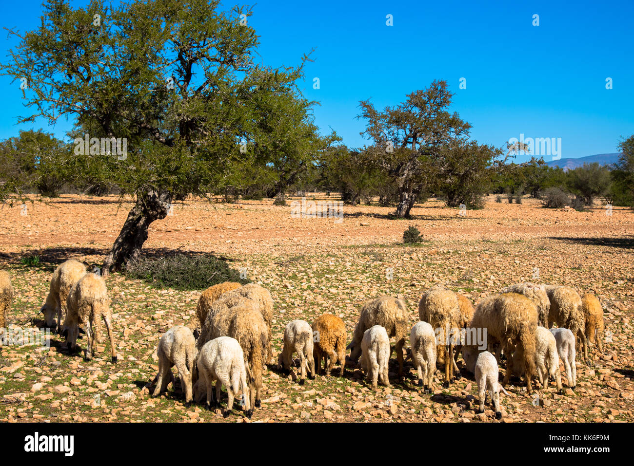 Tree sheep morocco hi-res stock photography and images - Alamy