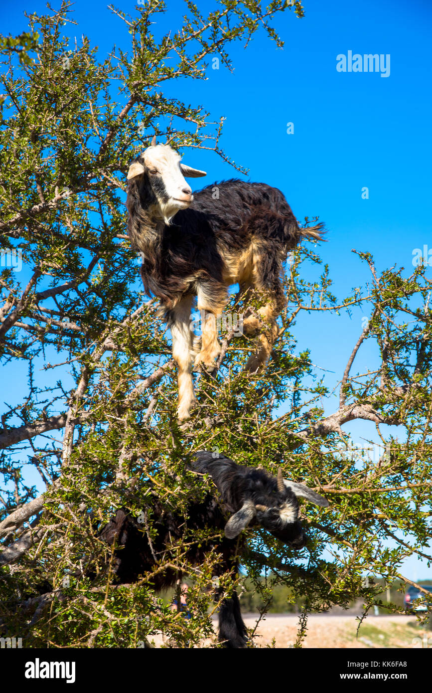 Goats In Trees Foster The People