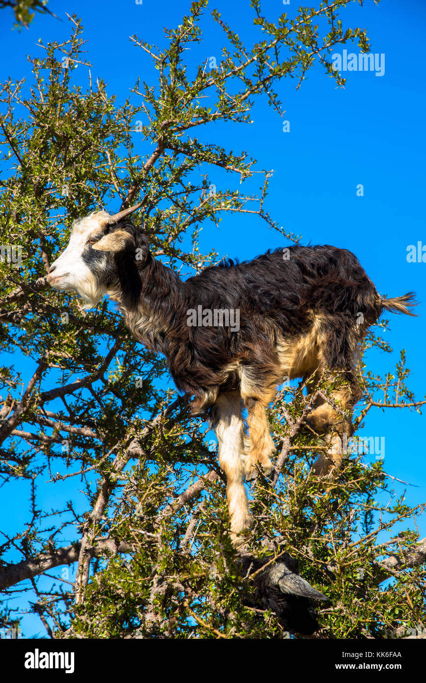 goats eating nuts of Argan tree for the famous argan oil in Essaouira ...