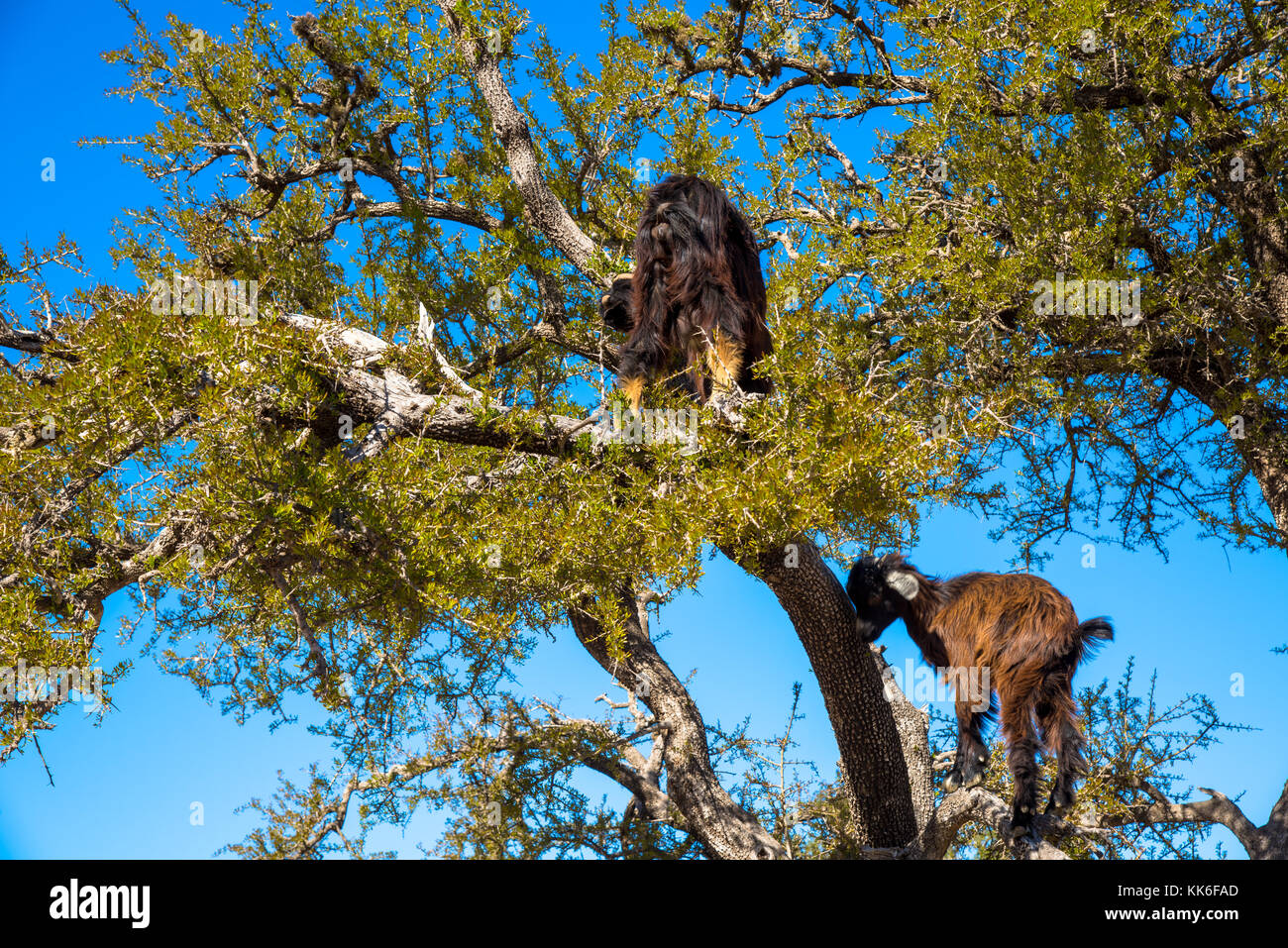 Goats eating argan nuts hi-res stock photography and images - Alamy