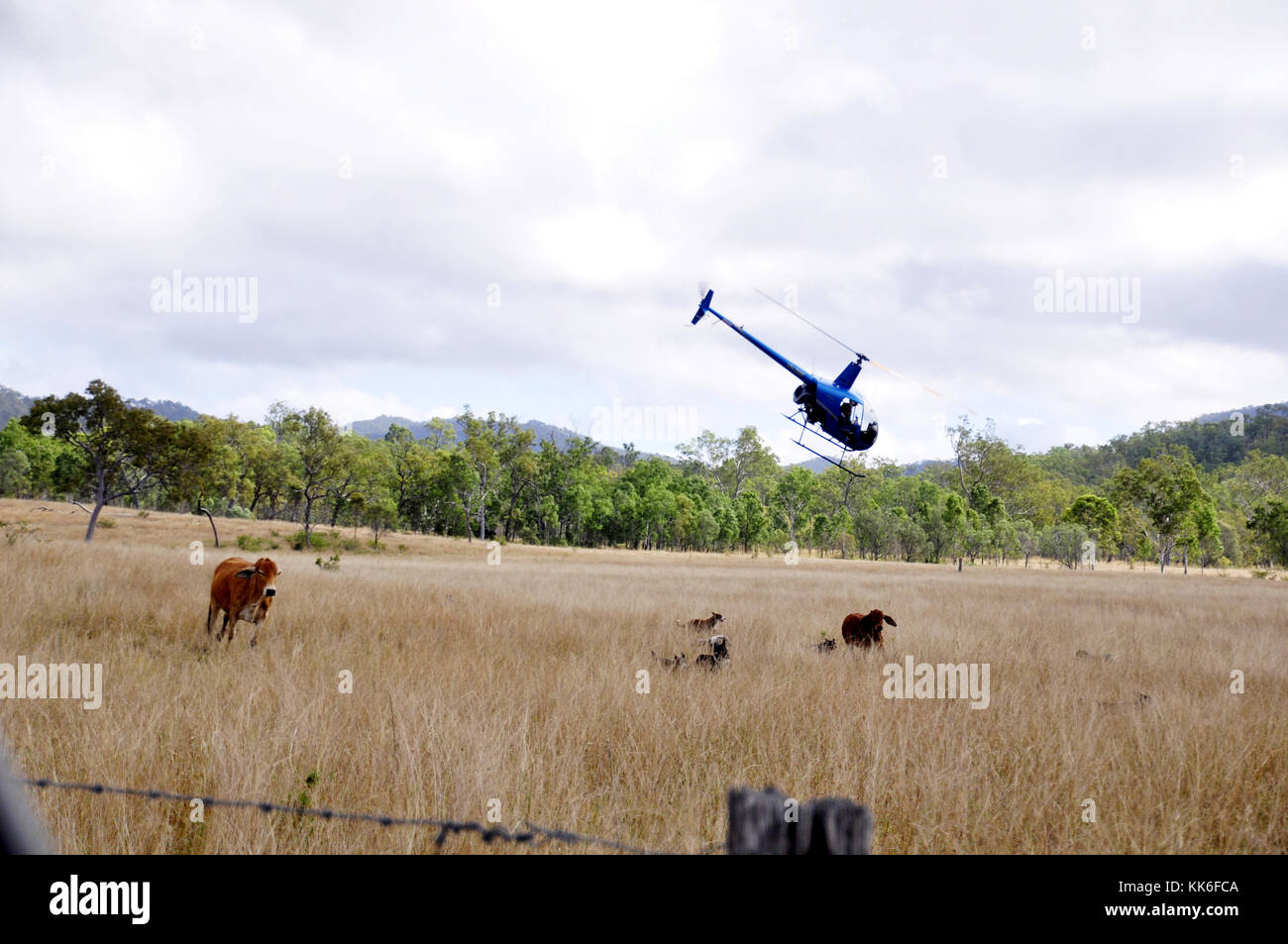 MUSTERING CATTLE BY HELICOPTER Stock Photo - Alamy