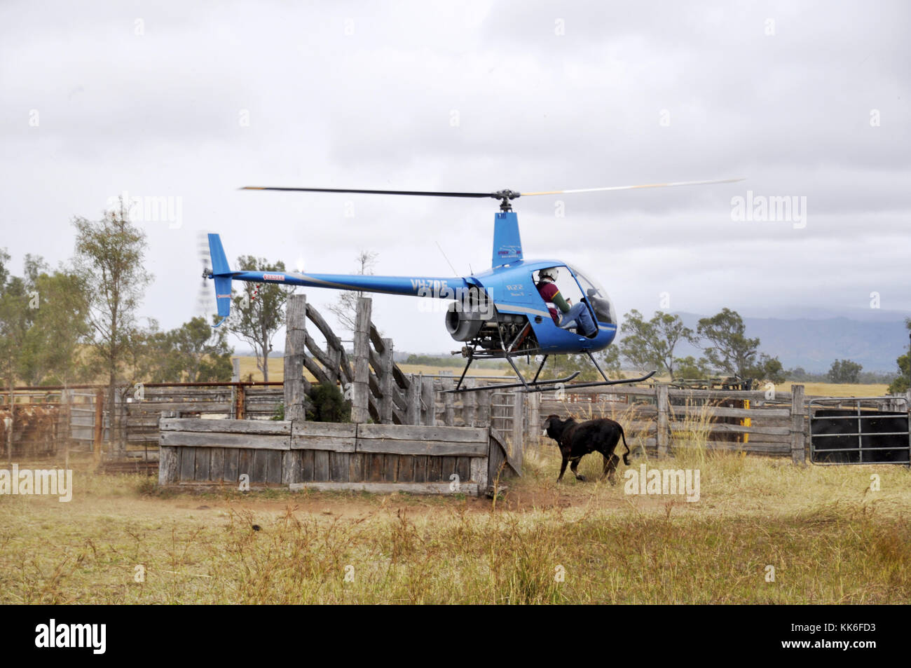 MUSTERING CATTLE BY HELICOPTER Stock Photo - Alamy