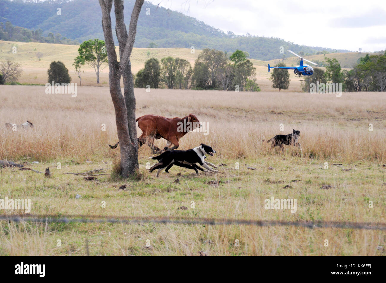 MUSTERING CATTLE BY HELICOPTER Stock Photo - Alamy