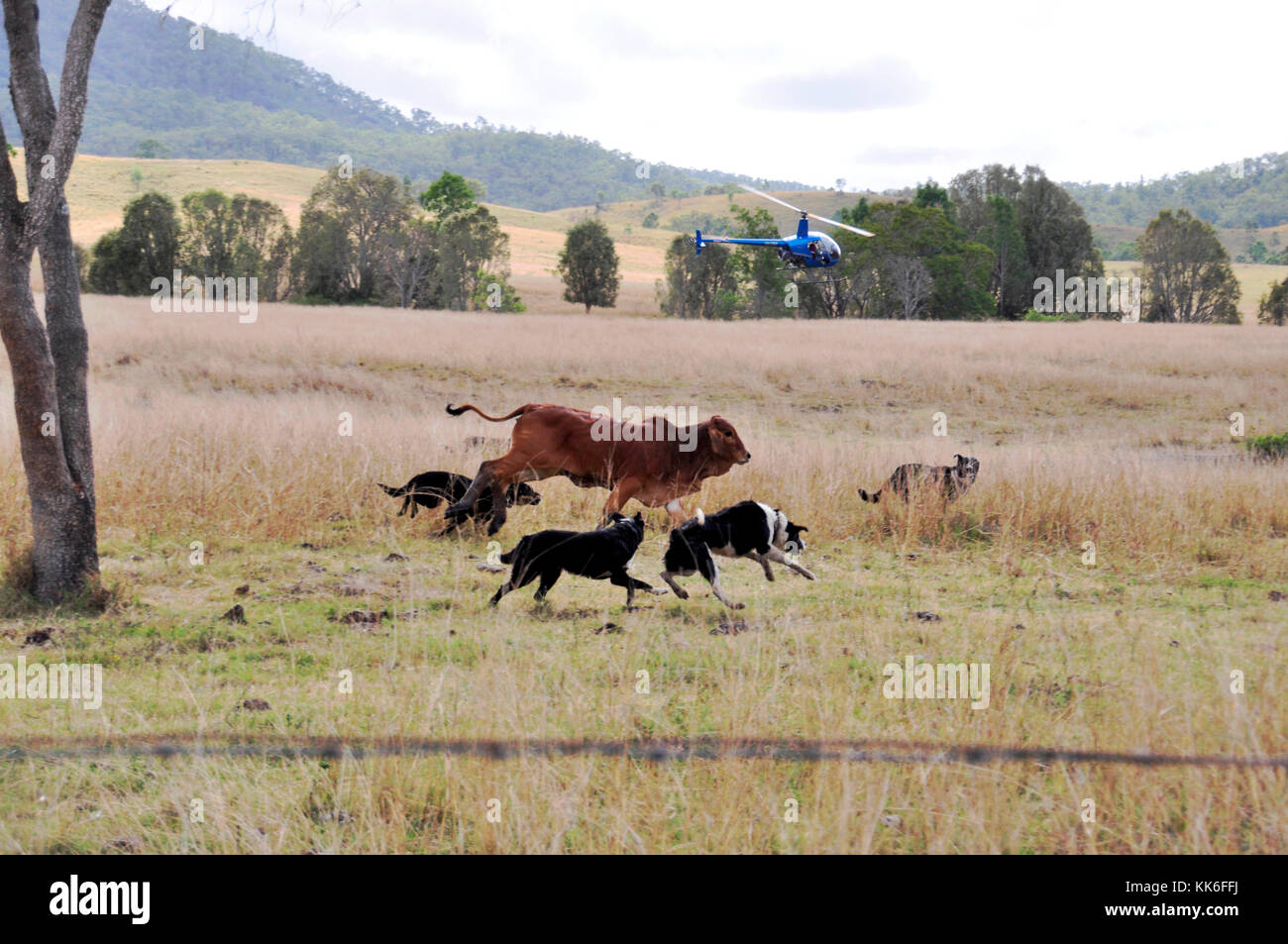 MUSTERING CATTLE BY HELICOPTER Stock Photo - Alamy
