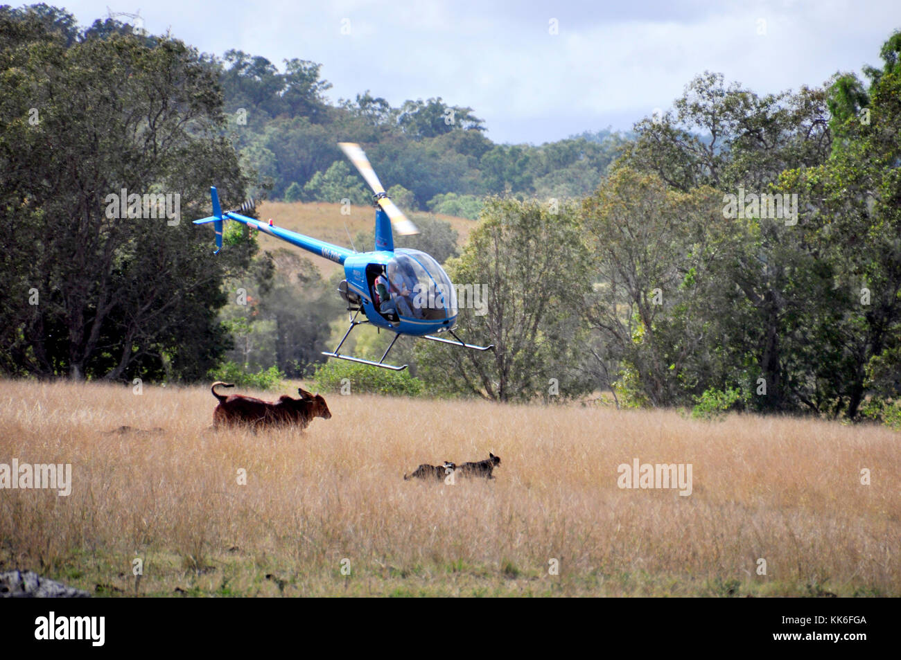 MUSTERING CATTLE BY HELICOPTER Stock Photo - Alamy