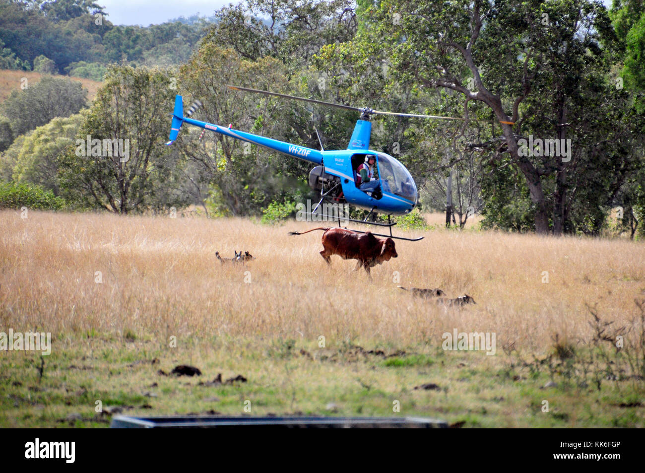 Mustering helicopter hi-res stock photography and images - Alamy