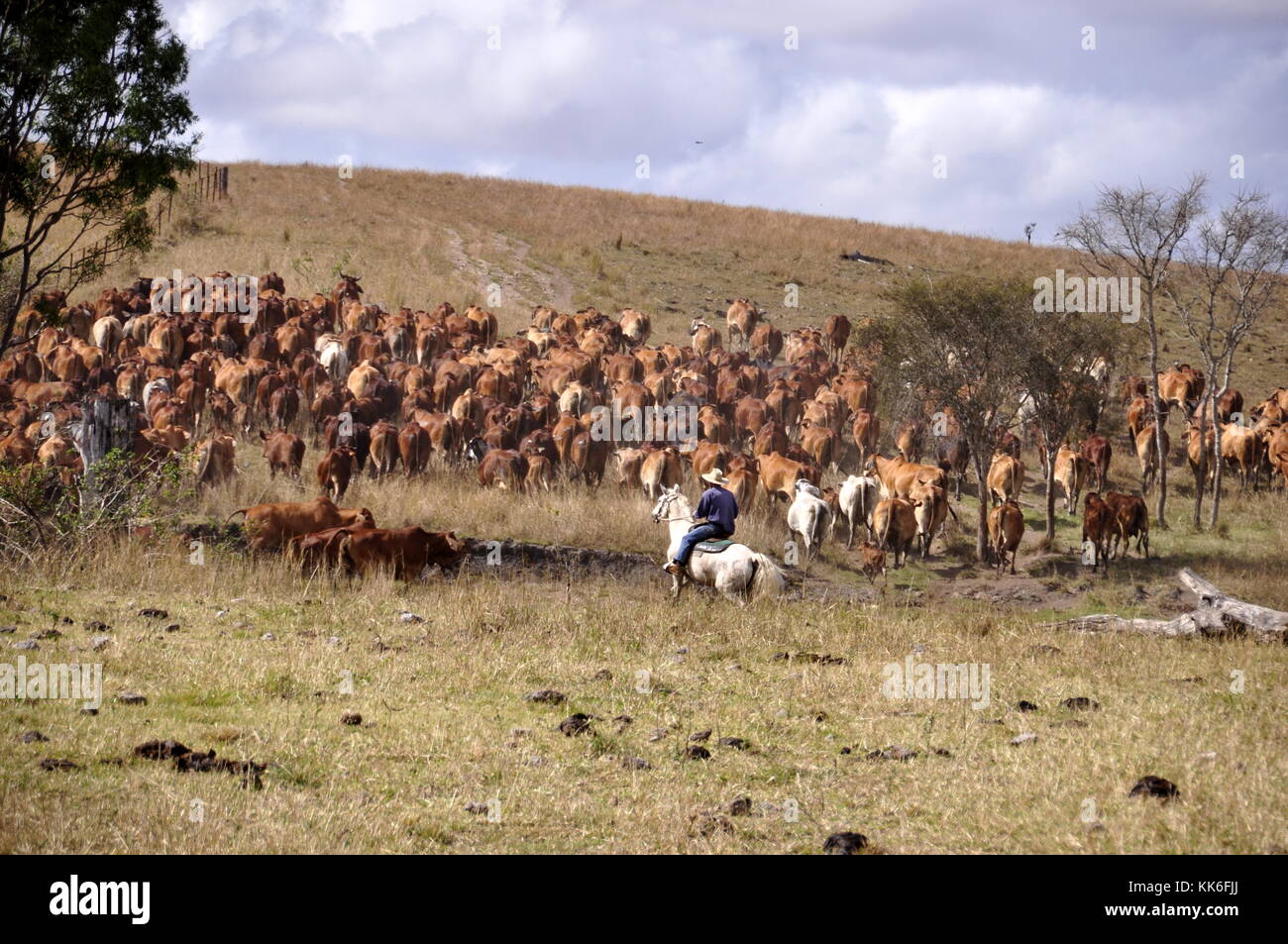 MUSTERING CATTLE IN OUTBACK AUSTRALIA Stock Photo - Alamy