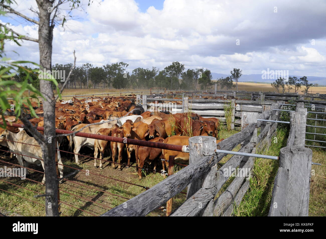 BEEF CATTLE HERDED IN YARDS Stock Photo - Alamy