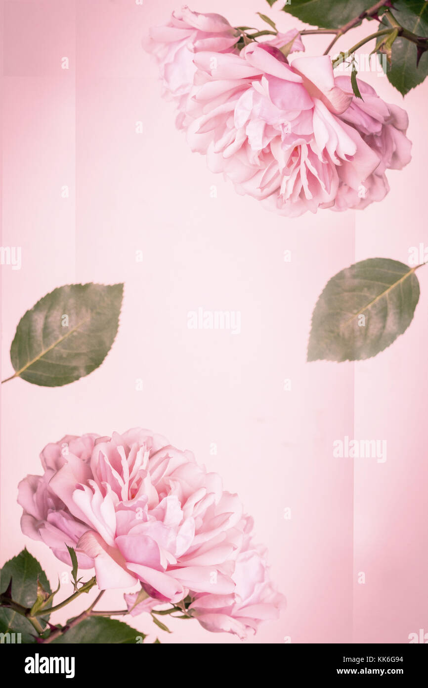 Beautiful pink roses in full bloom, soft, romantic, artistic background ...