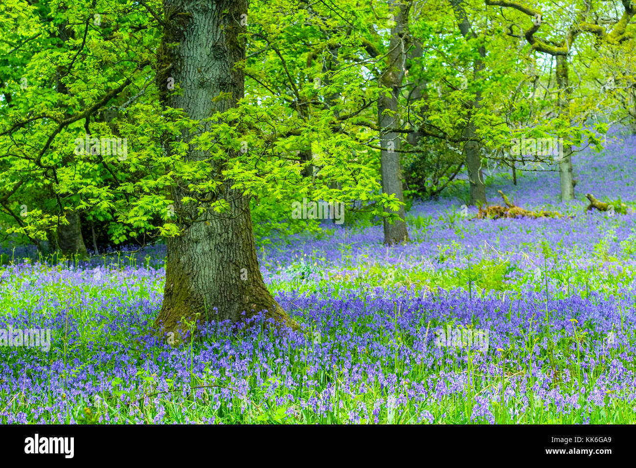 Bluebells woods scotland hi-res stock photography and images - Alamy