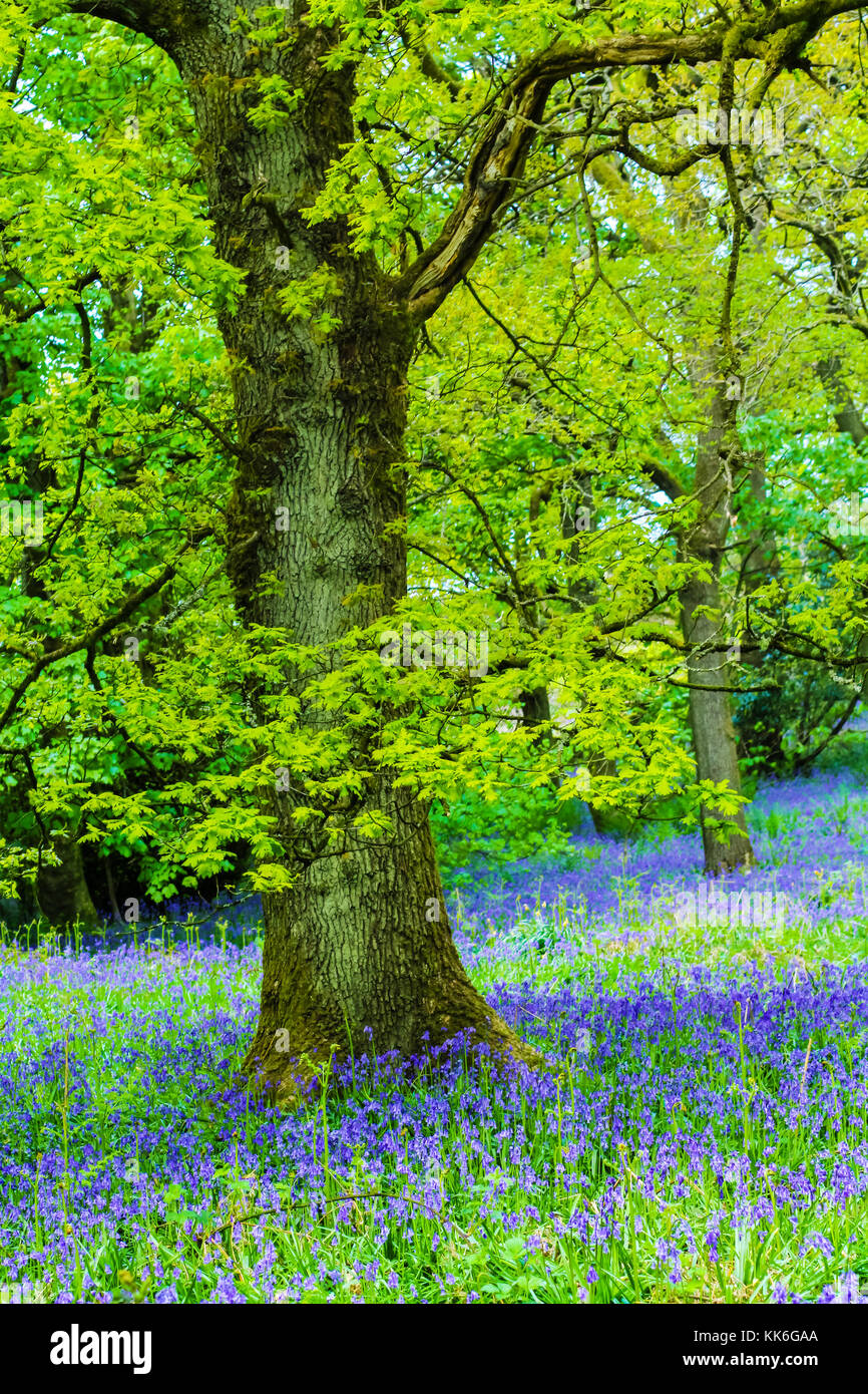 Beautiful oak tree in hi-res stock photography and images - Alamy