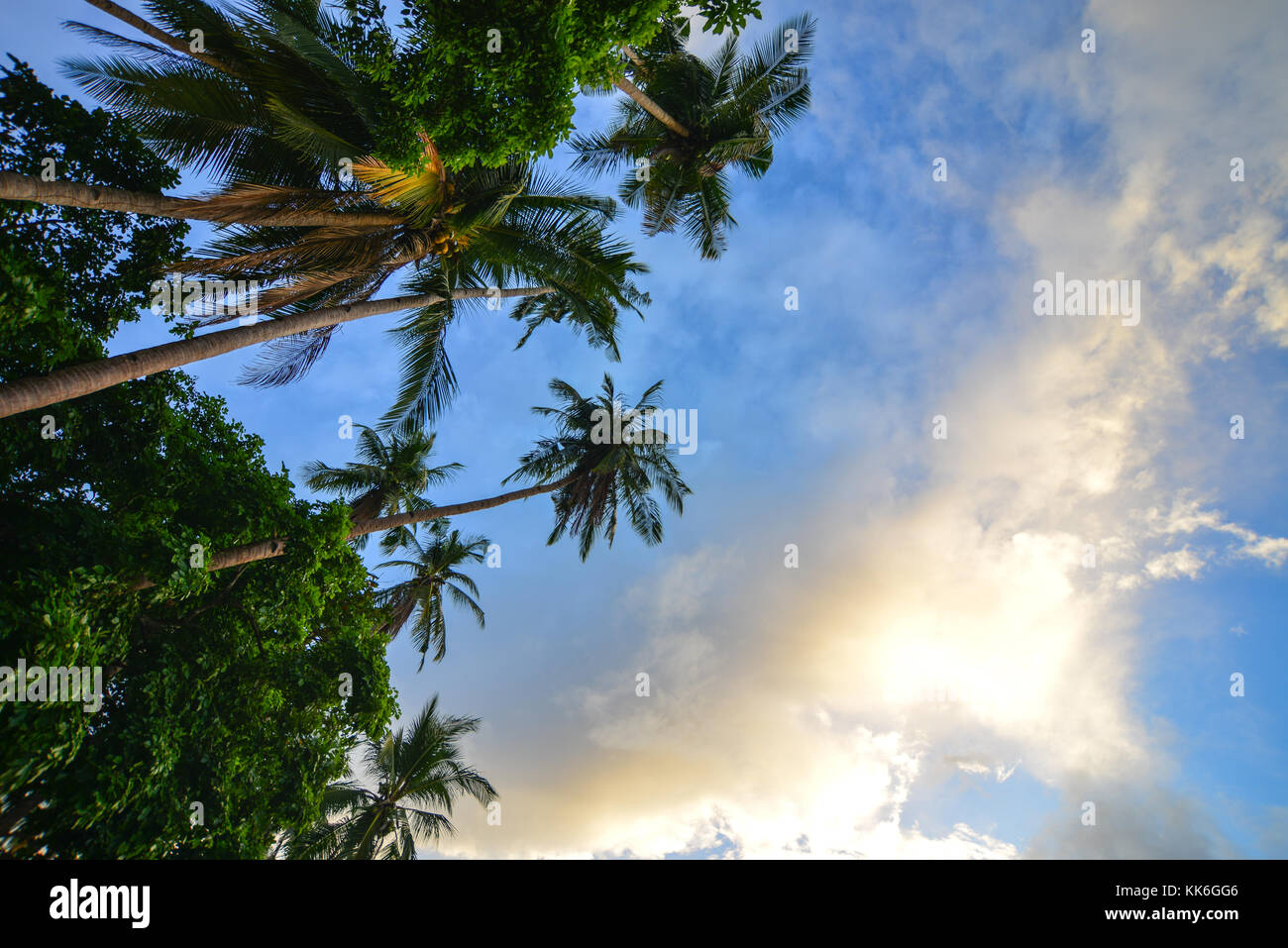 Palm trees at sunset in northern Palawan, the Philippines Stock Photo ...