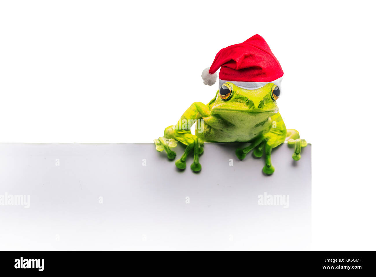 frog with Christmas hat isolated on white background Stock Photo - Alamy