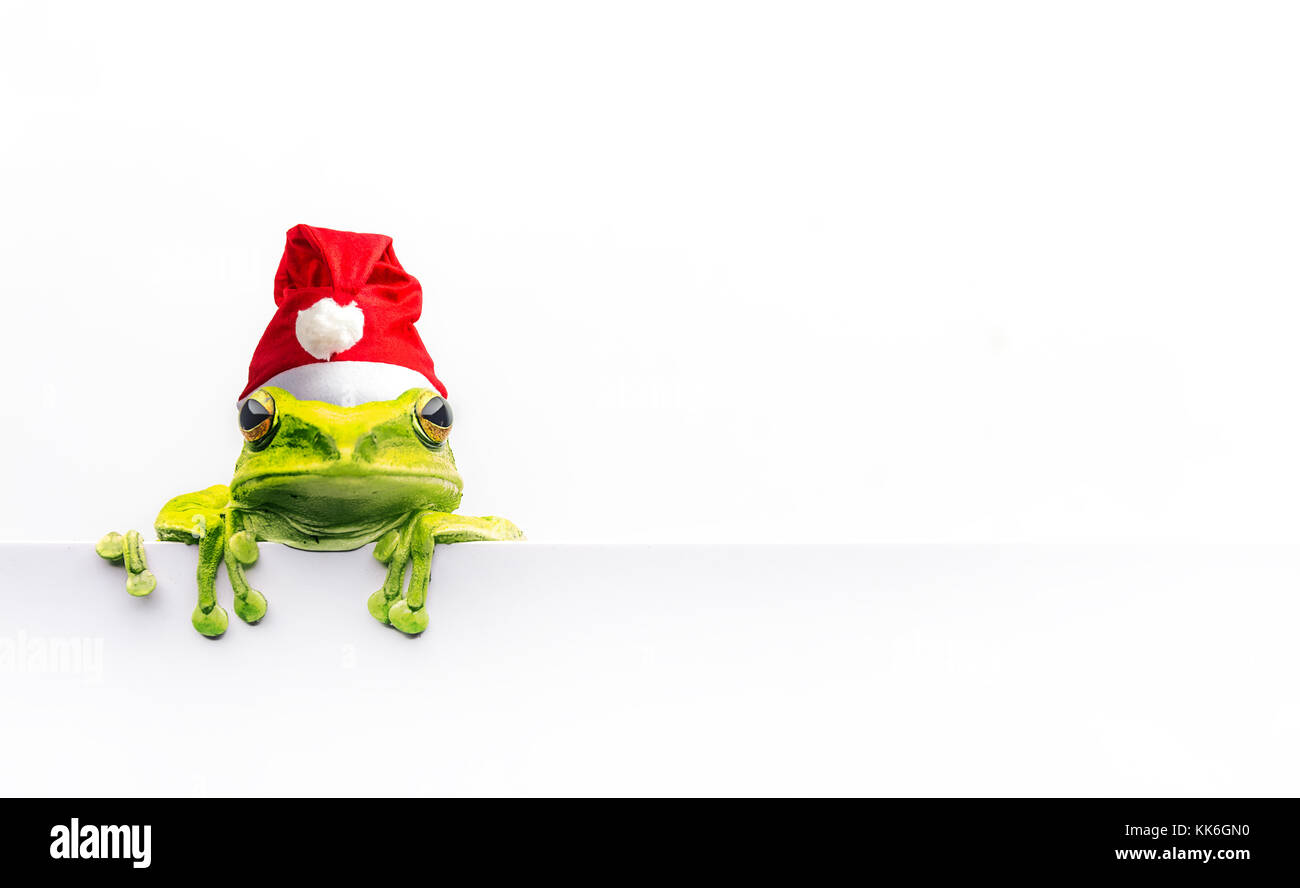 frog with Christmas hat isolated on white background Stock Photo - Alamy