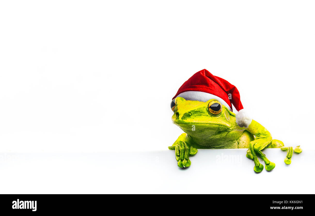 frog with Christmas hat isolated on white background Stock Photo - Alamy