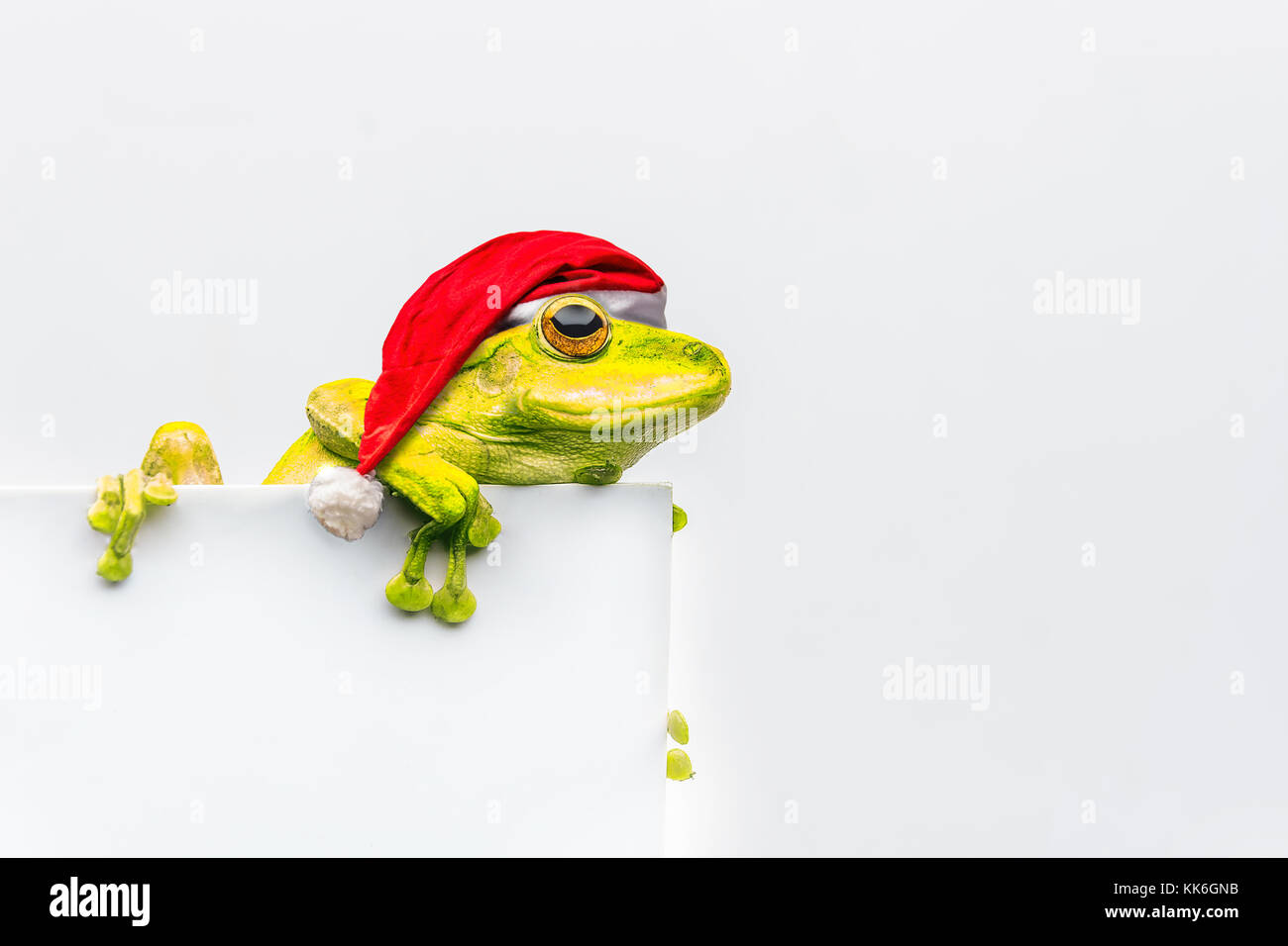 frog with Christmas hat isolated on white background Stock Photo - Alamy
