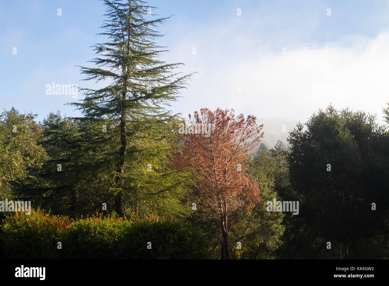 USA, California, Santa Cruz County, Misty morning sunrise Stock Photo ...