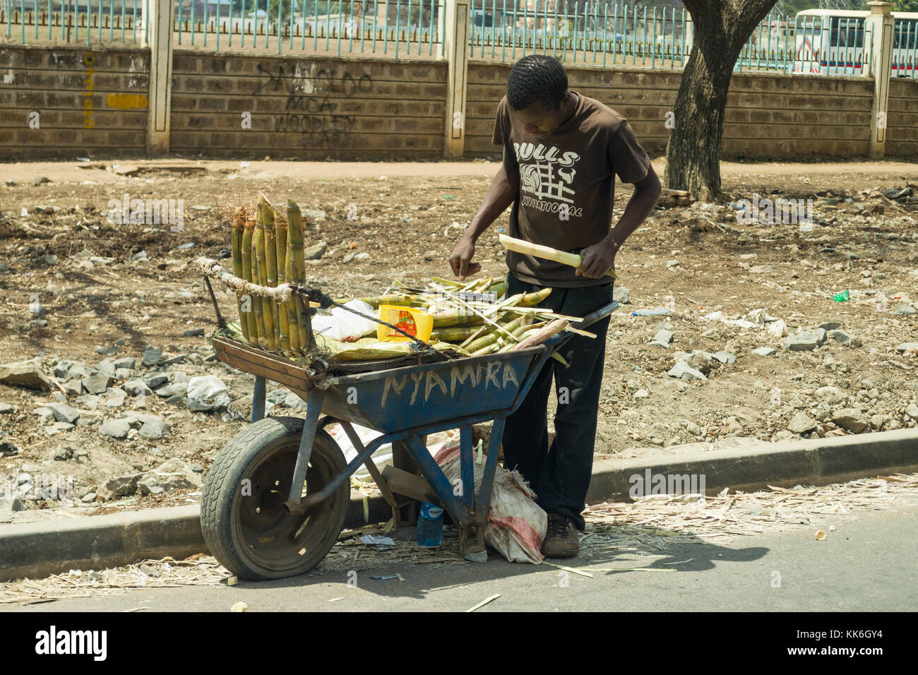 An African man stands by a wheelbarrow full of sugar cane as he cuts ...