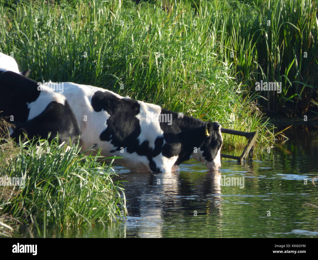 Cows in Beverley and Barmston Drain, East Yorkshire, UK at Wilfholme ...