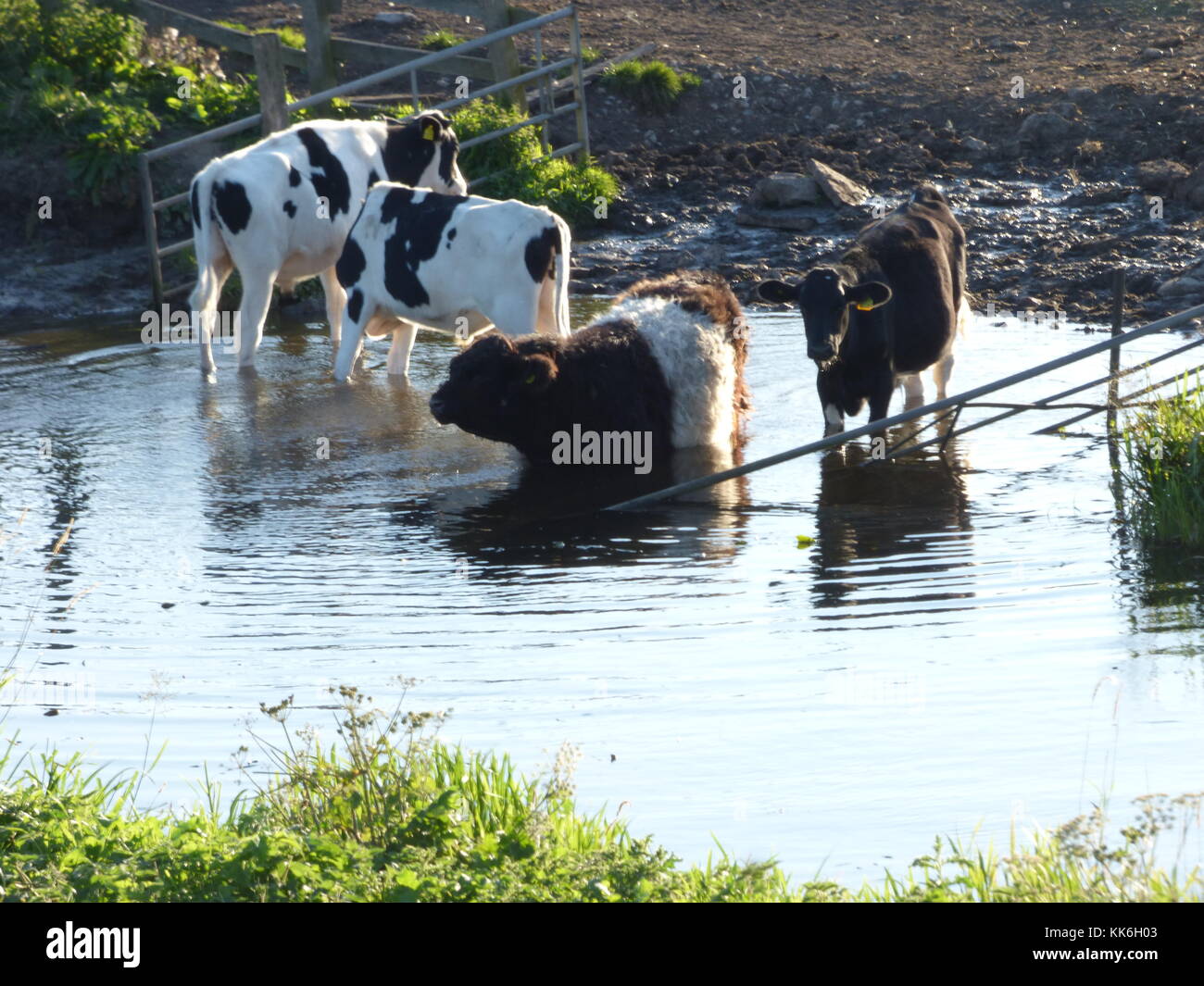 Cows in Beverley and Barmston Drain, East Yorkshire, UK at Wilfholme ...