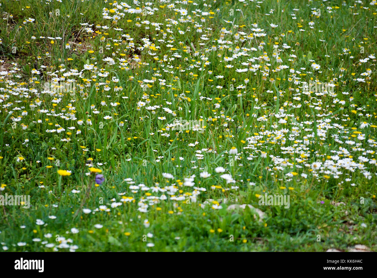 Daisy meadow at nature Stock Photo - Alamy