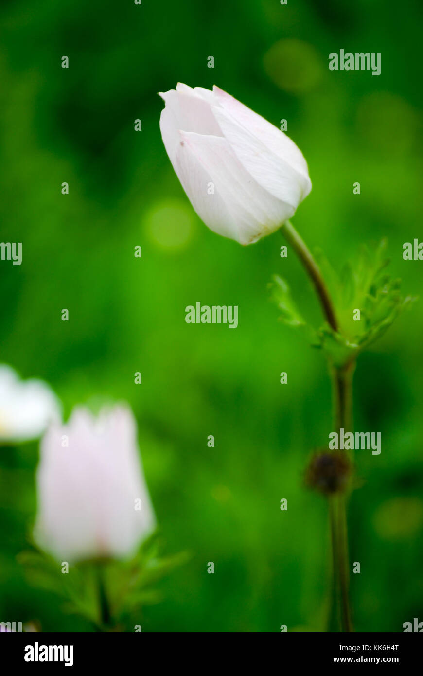 Flower looking upper left side Stock Photo - Alamy