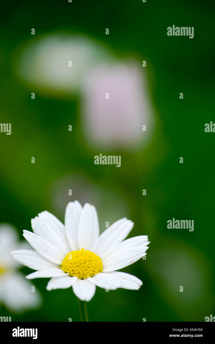 Daisy left side of frame Stock Photo - Alamy